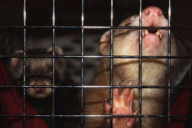 How to Stop a Ferret From Biting the Cage - Pet Gear Info